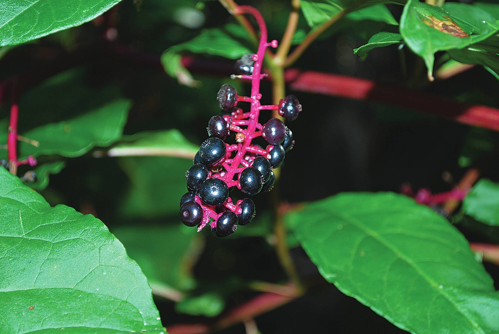 Summer Foraging: Toxic Look-Alikes to Avoid – Live – Mother Earth News